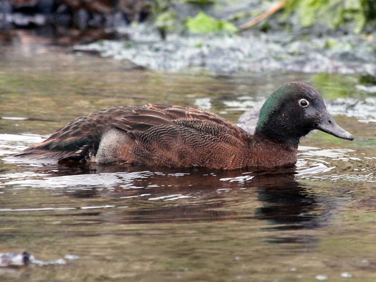 Campbell Islands Teal - Anas nesiotis - Birds of the World