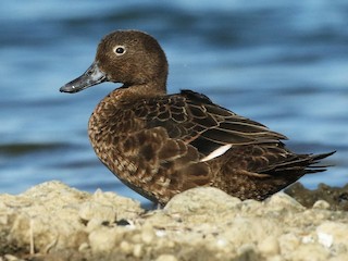 Brown Teal - eBird