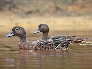 Brown Teal - eBird