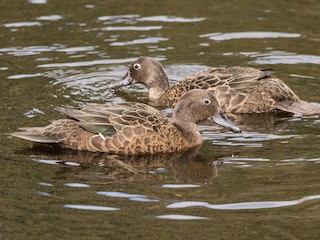 Brown Teal - eBird
