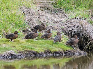 Brown Teal - eBird