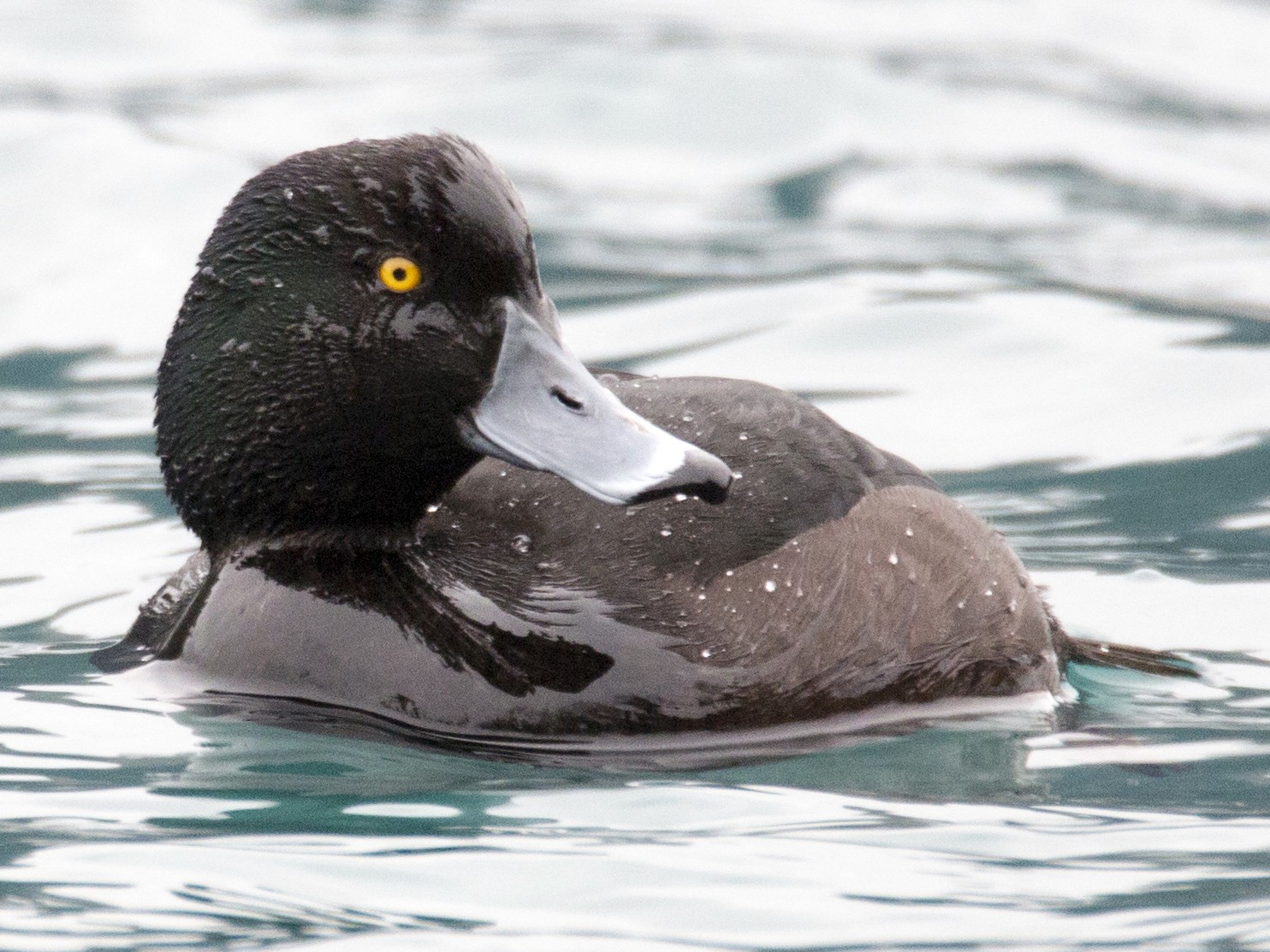 New Zealand Scaup - eBird