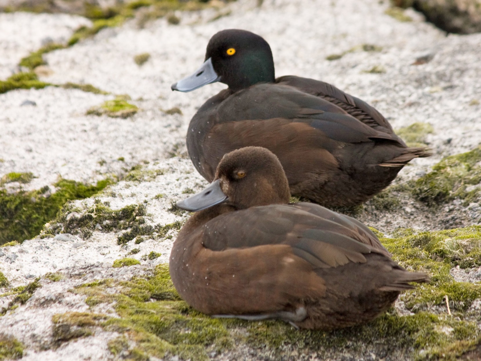 New Zealand Scaup - eBird