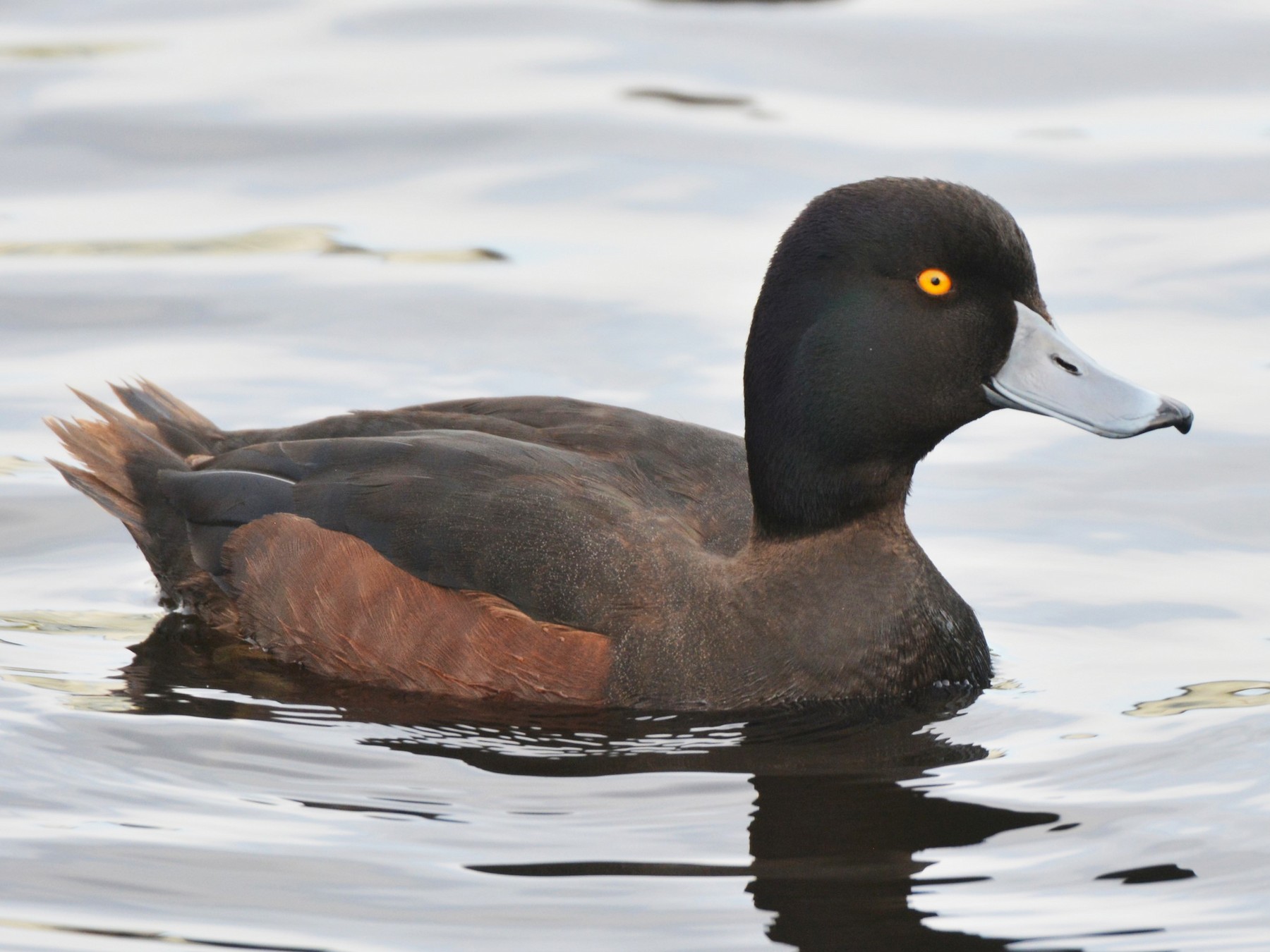 New Zealand Scaup - eBird
