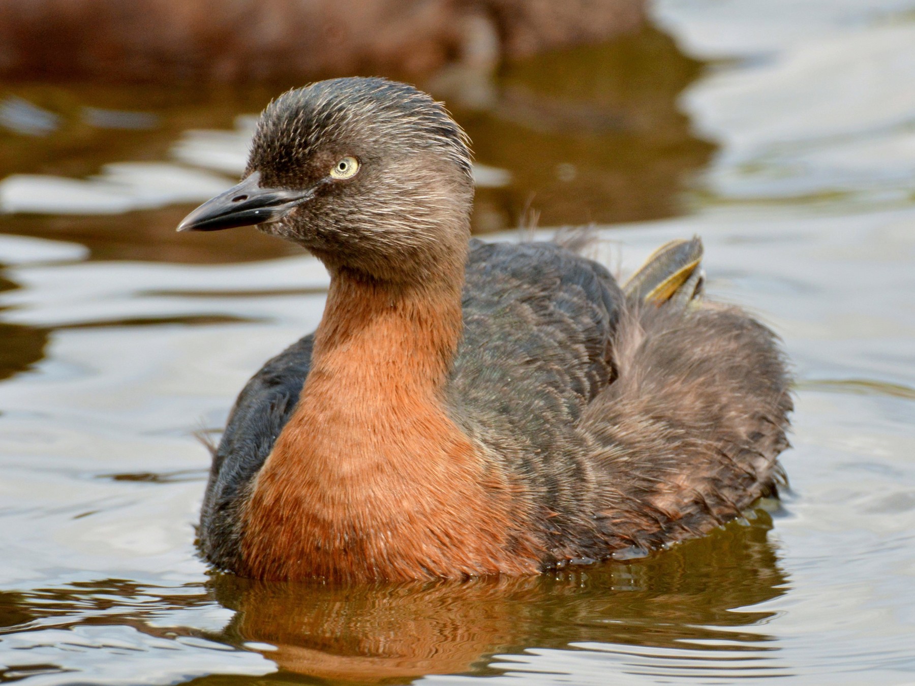 New Zealand Grebe - eBird
