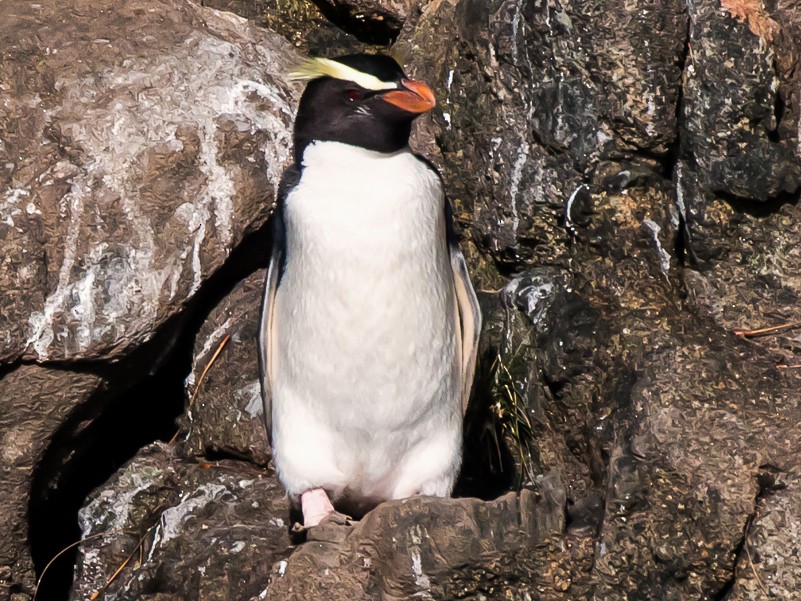 Fiordland Penguin - Eudyptes pachyrhynchus - Birds of the World