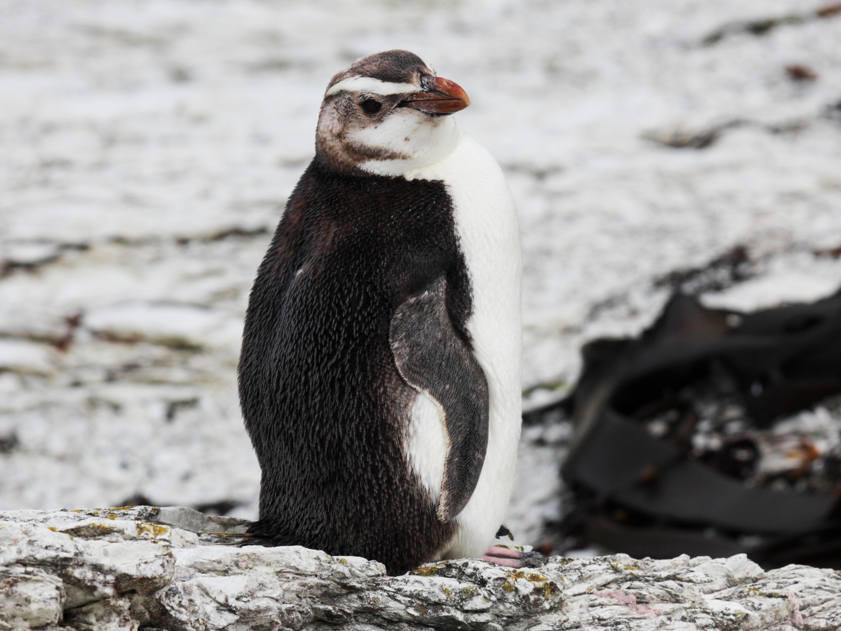 Fiordland Penguin - eBird