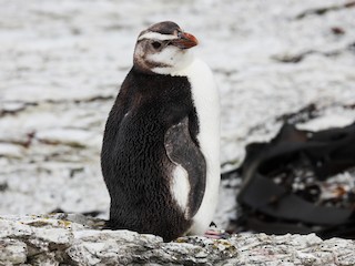 Fiordland Penguin - eBird