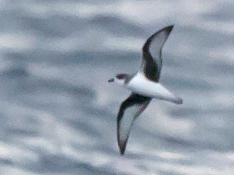 Chatham Petrel - eBird