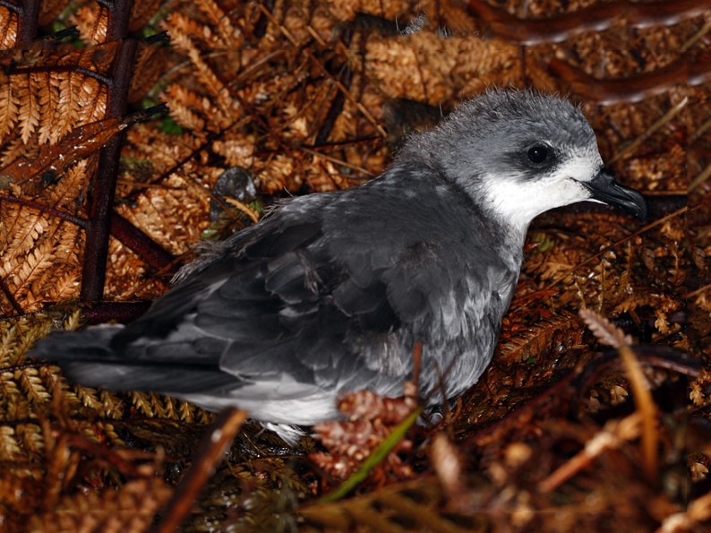 Chatham Petrel - eBird