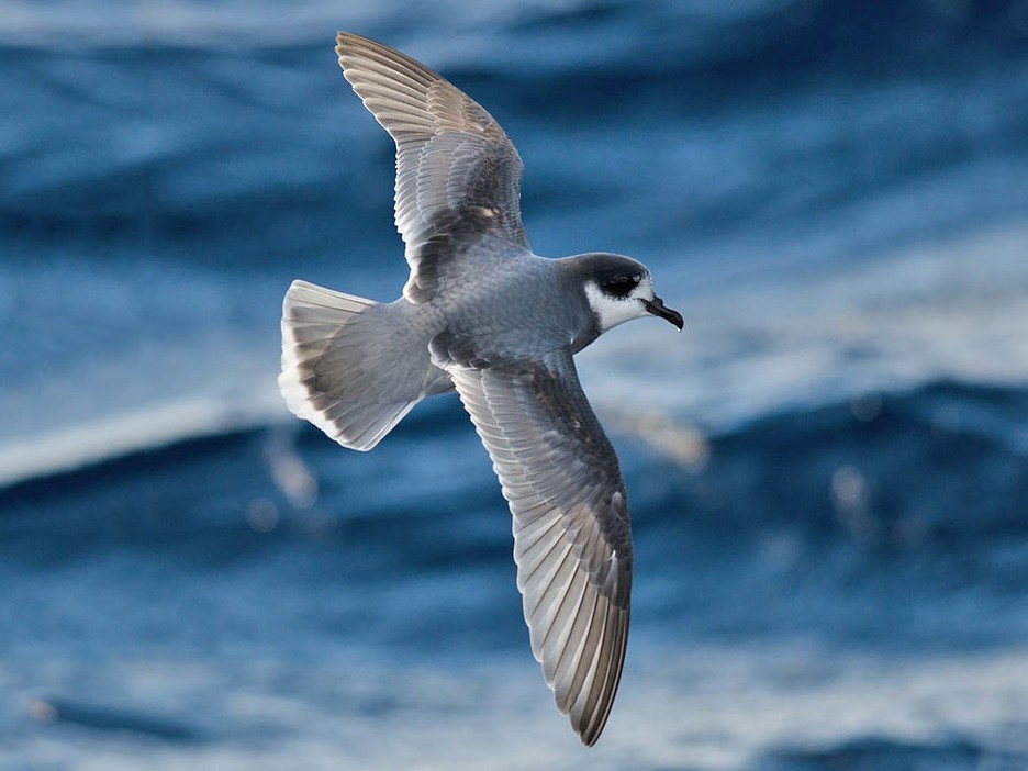 Blue Petrel - Halobaena caerulea - Birds of the World