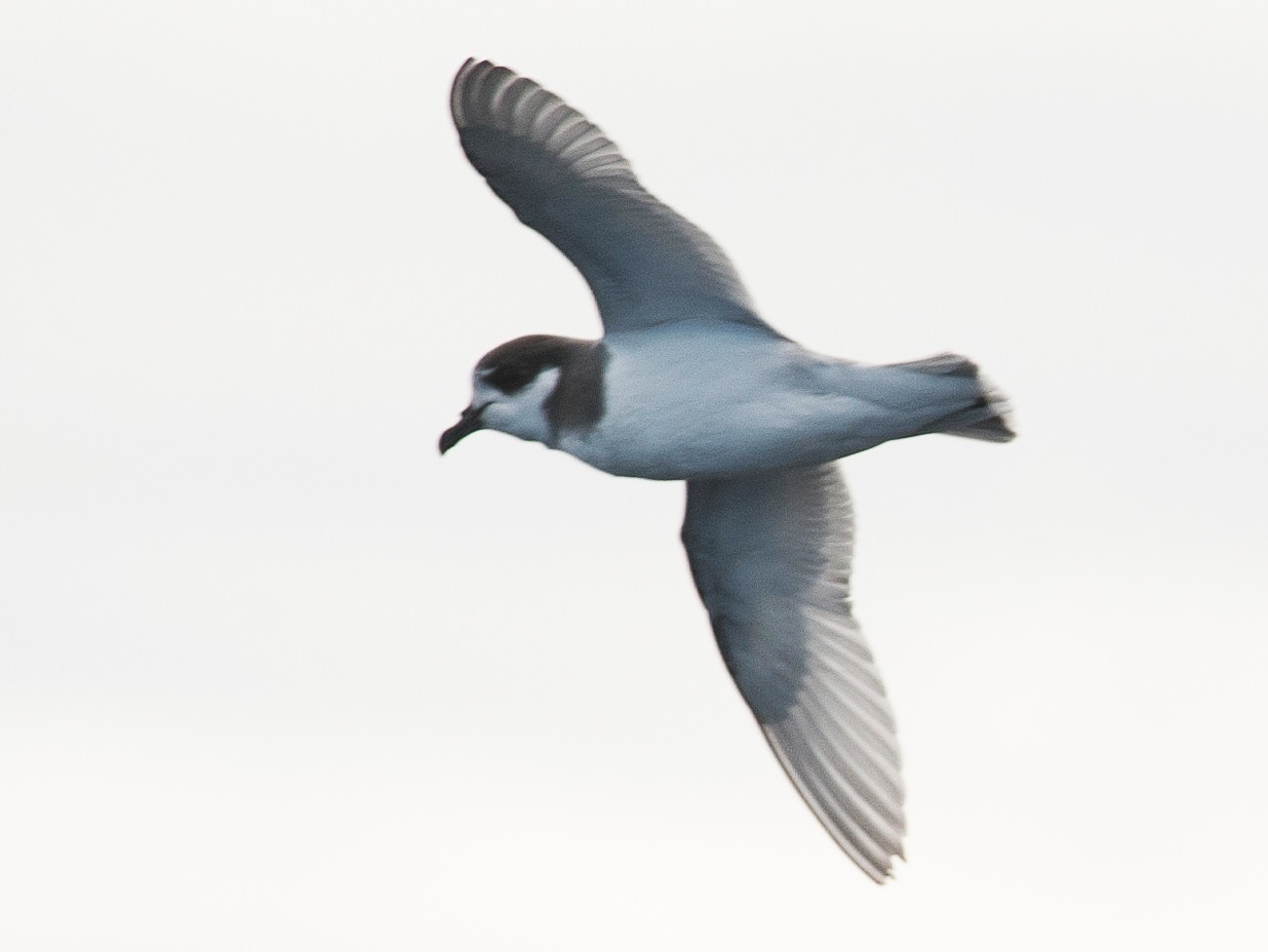Blue Petrel - eBird