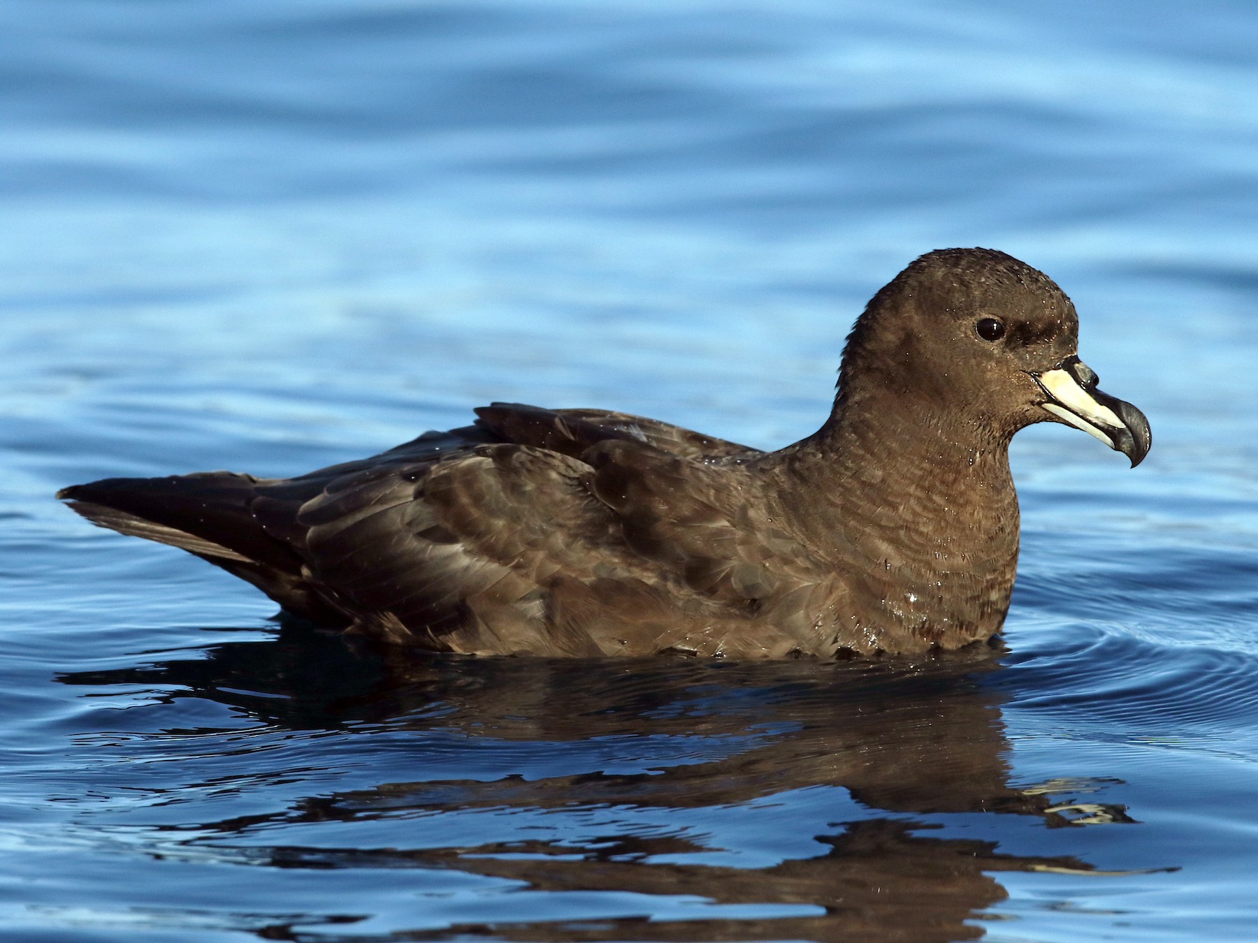 Westland Petrel - eBird