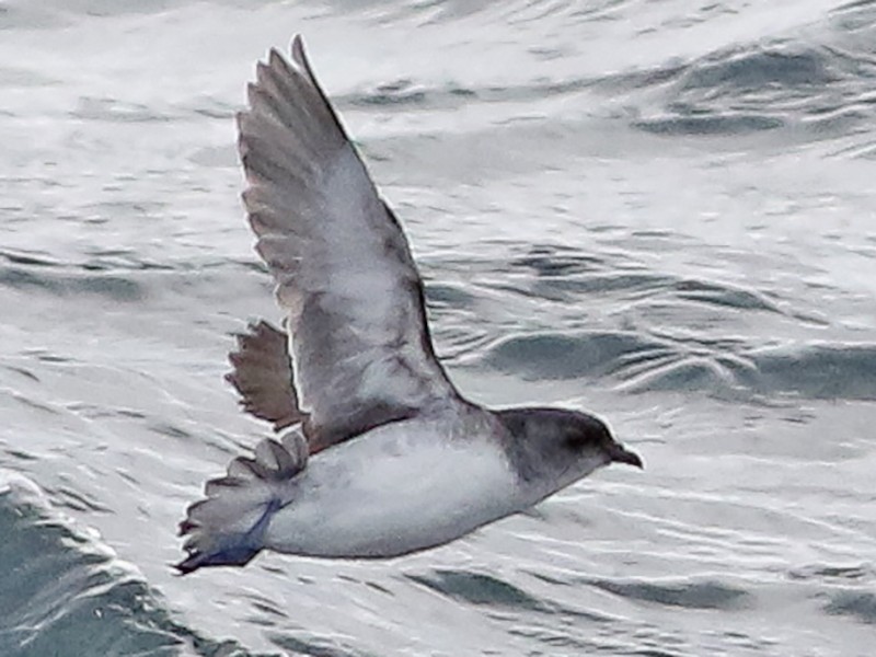 South Georgia Diving-Petrel - eBird