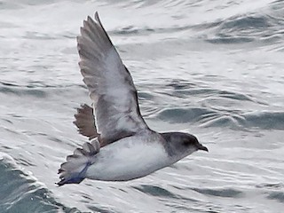 South Georgia Diving-Petrel - eBird