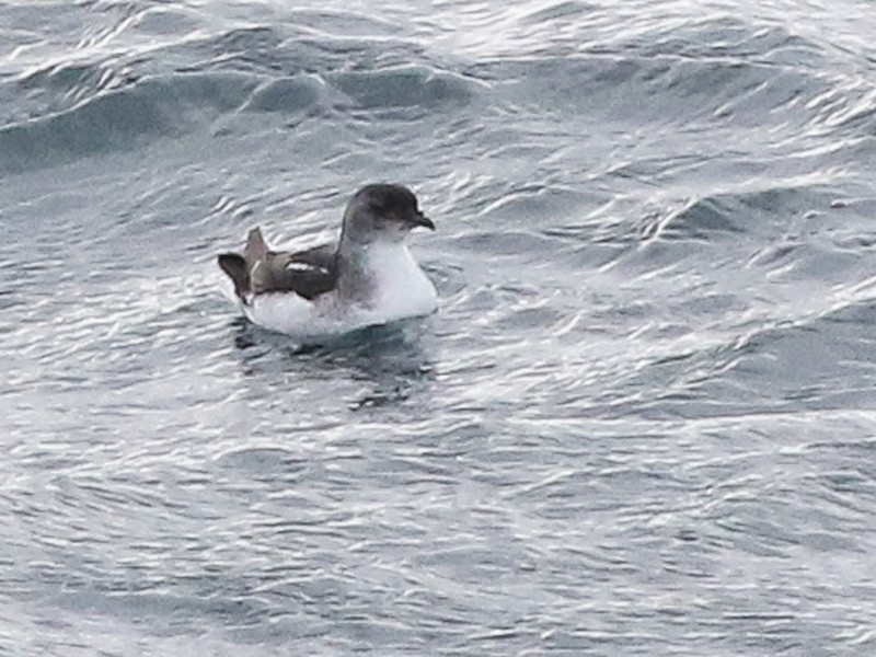 South Georgia Diving-Petrel - eBird