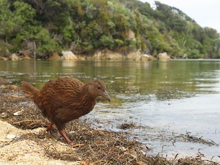 Weka - eBird