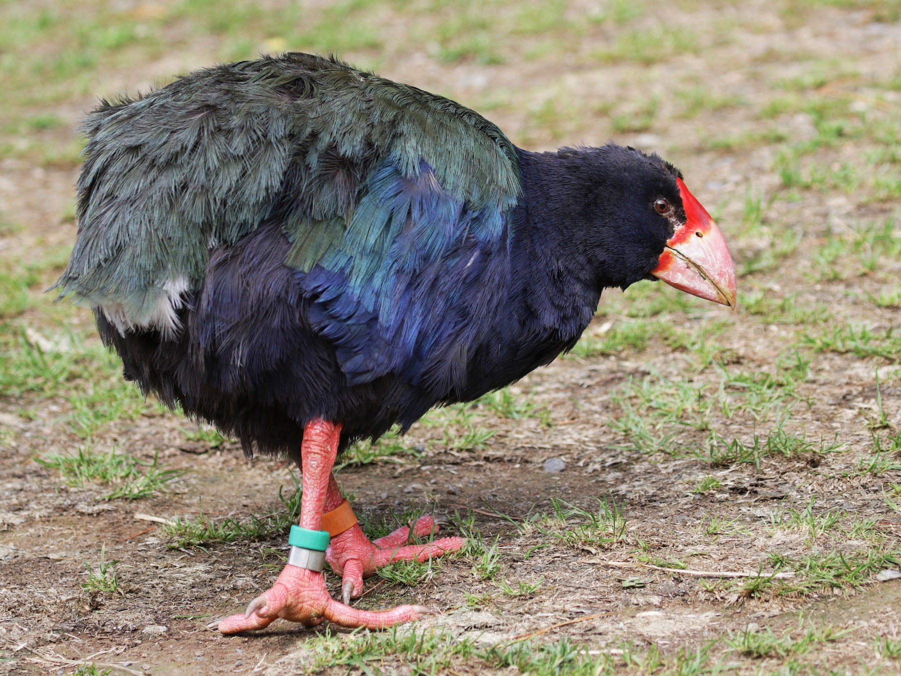 South Island Takahe - eBird