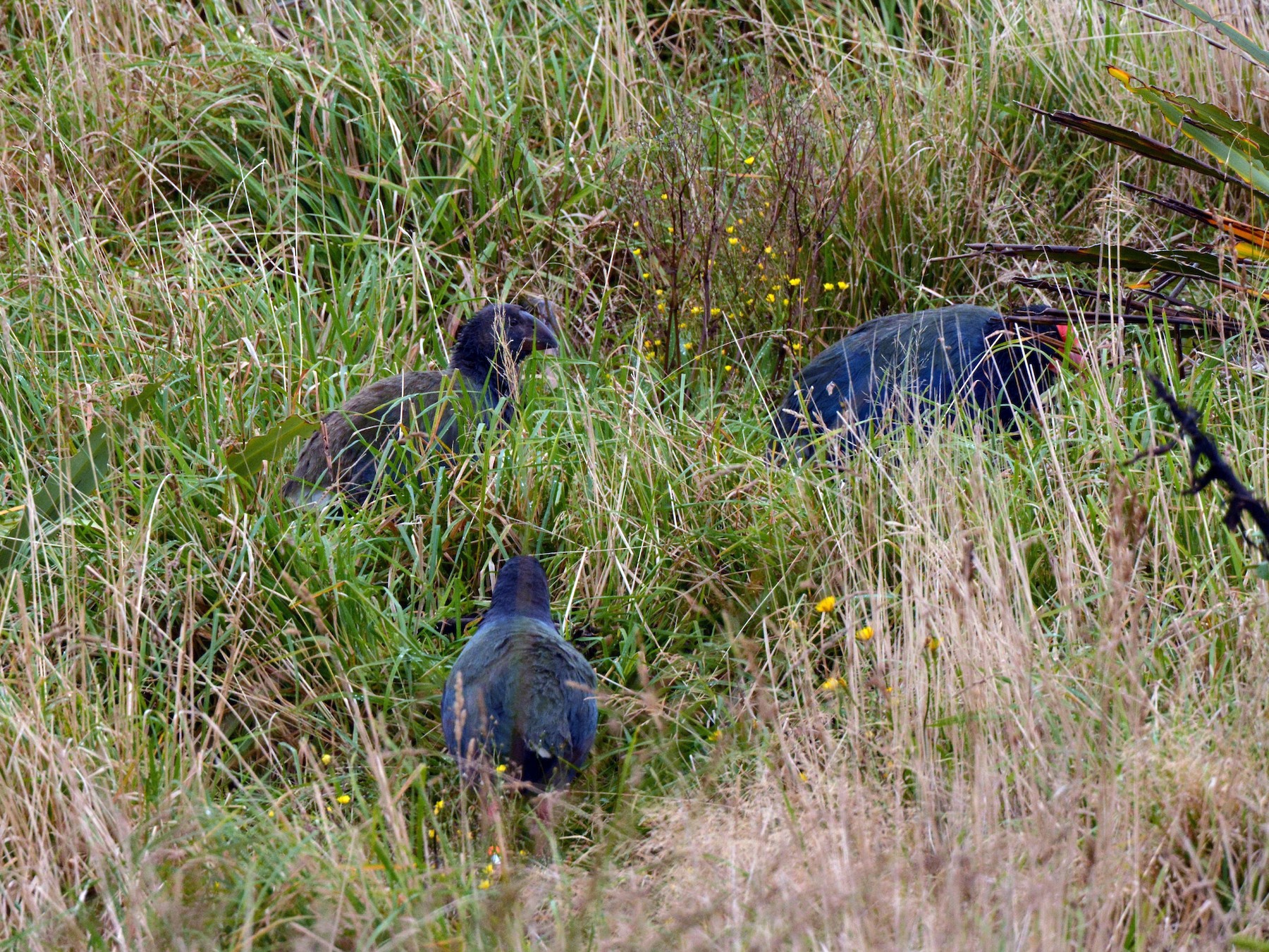 South Island Takahe - eBird