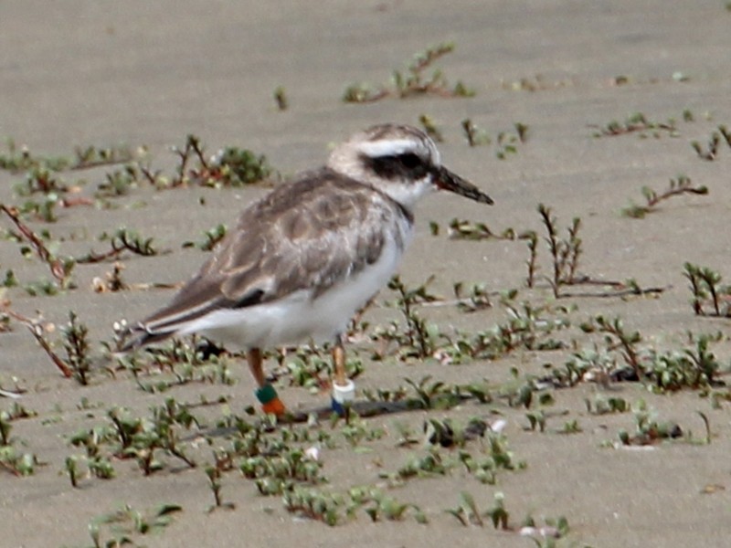 Shore Plover - eBird