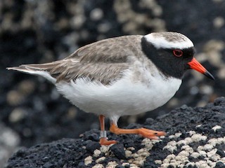 Shore Plover - Charadrius novaeseelandiae - Birds of the World