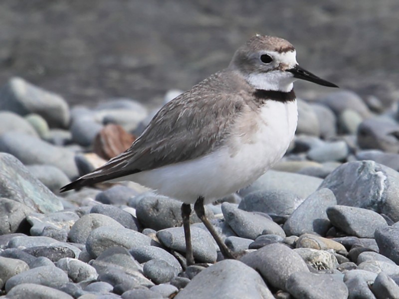 Wrybill - eBird