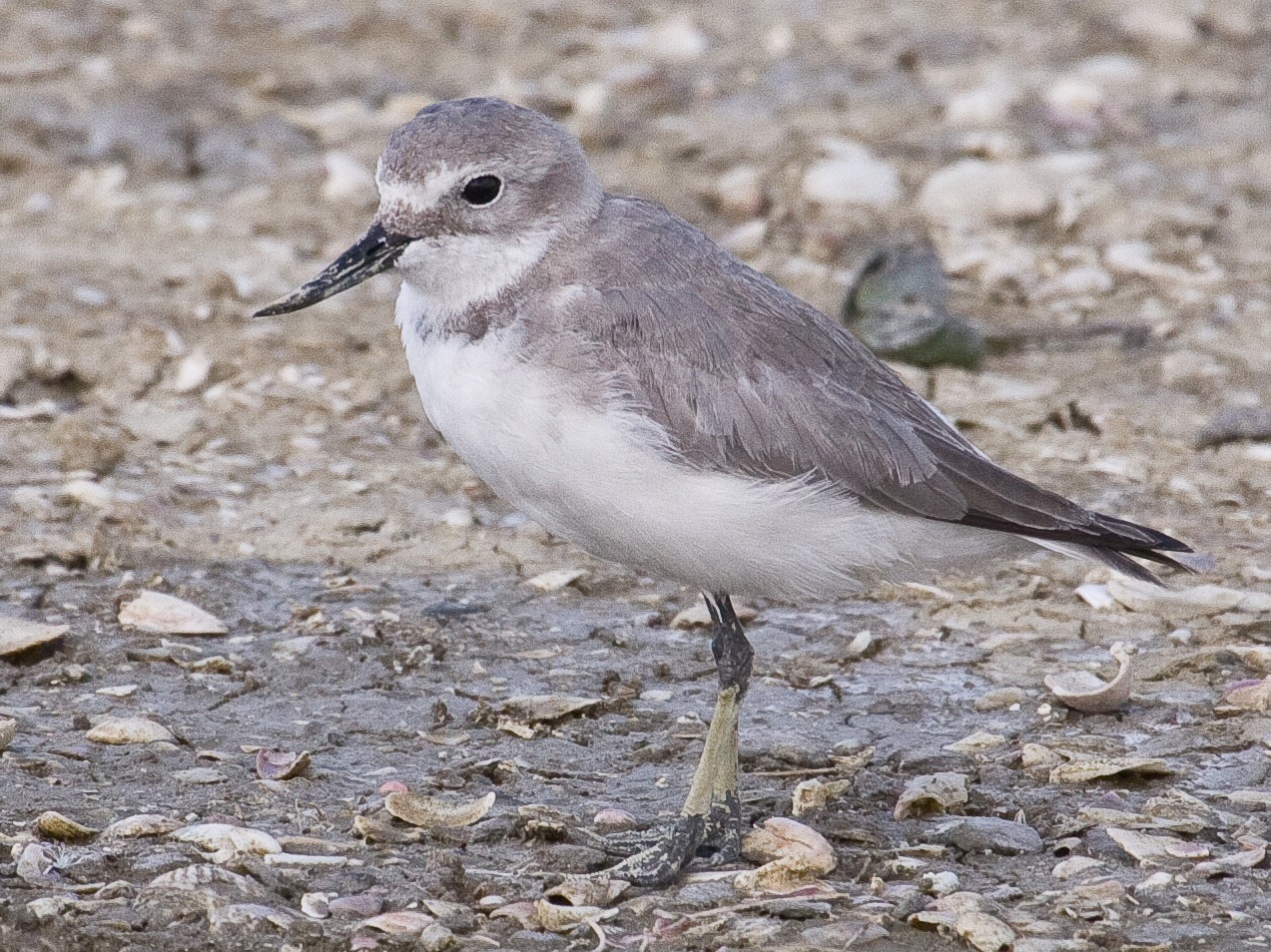 Wrybill - eBird