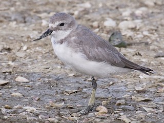 Wrybill - eBird