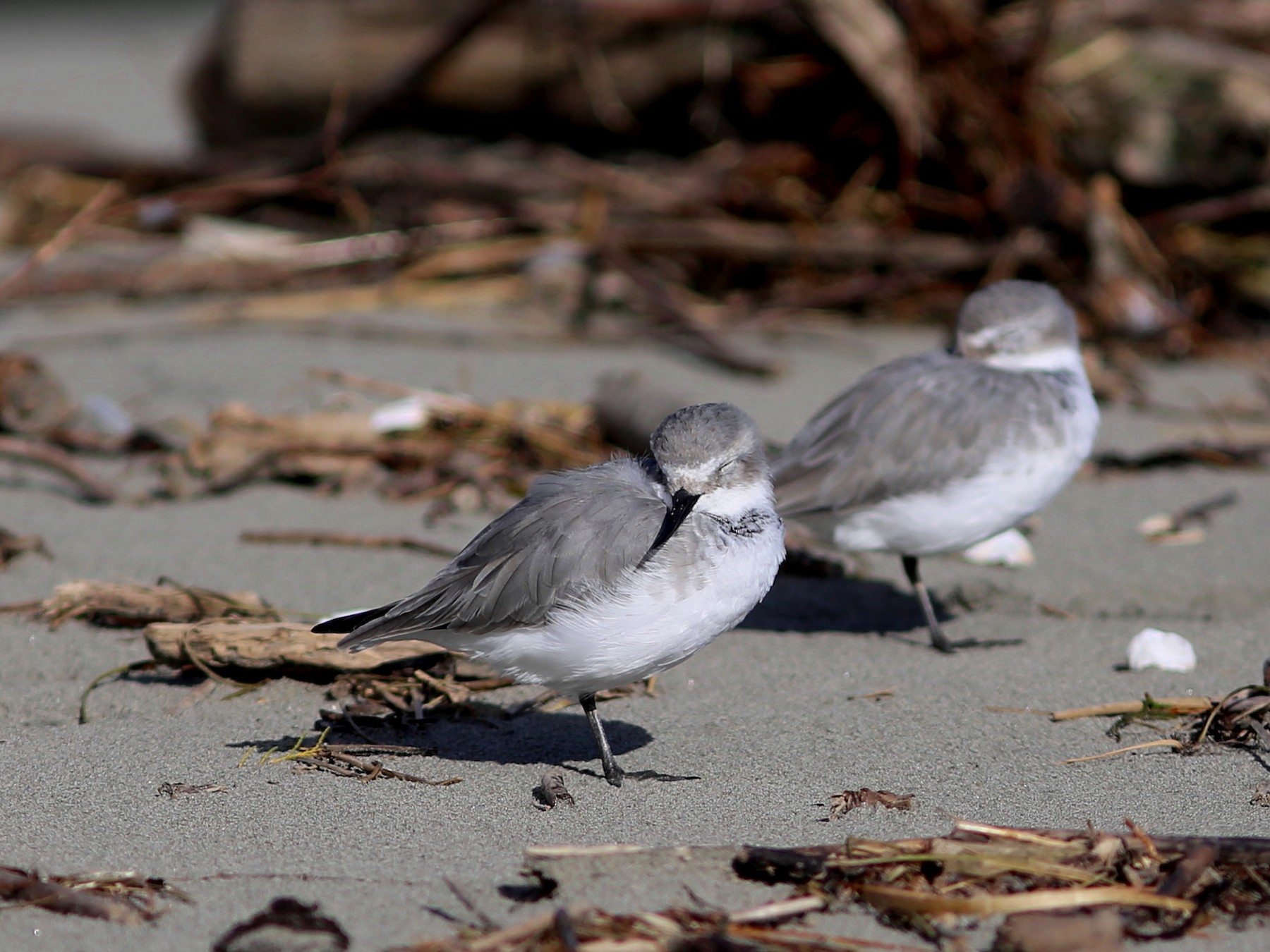 Wrybill - eBird