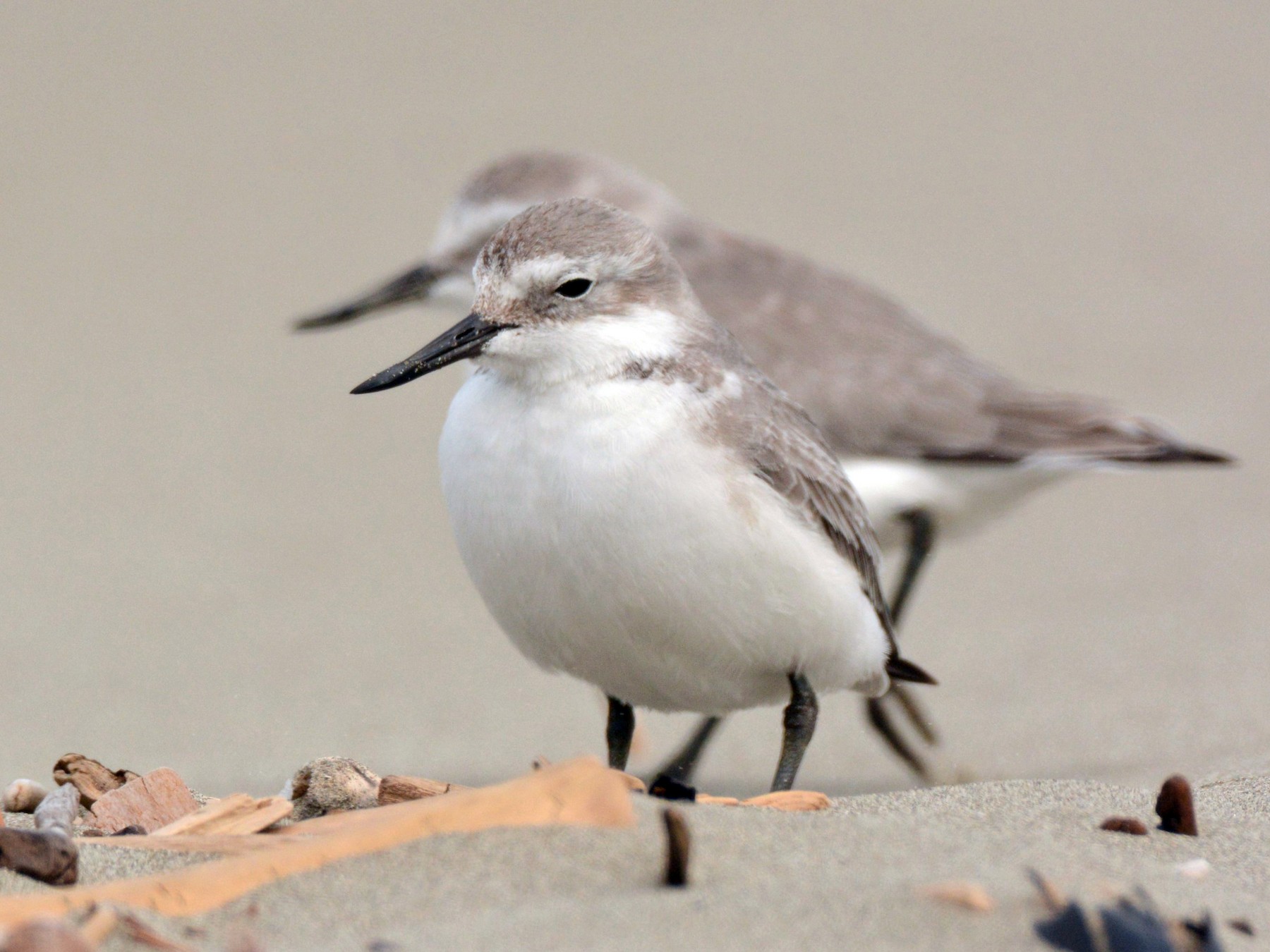Wrybill - eBird