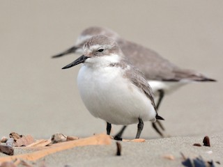 Wrybill - eBird