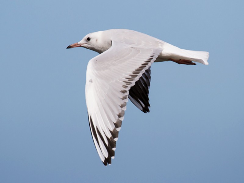 Black-billed Gull - eBird