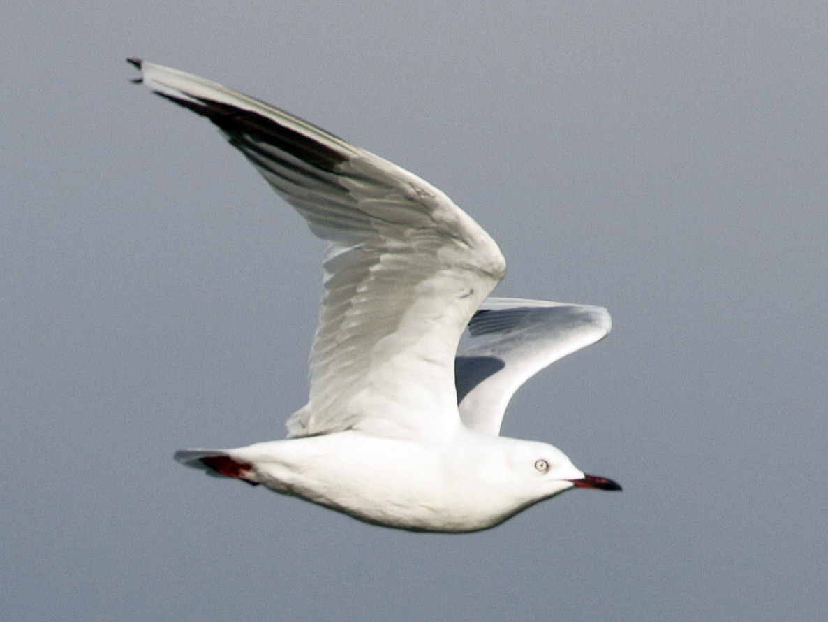 Black-billed Gull - eBird