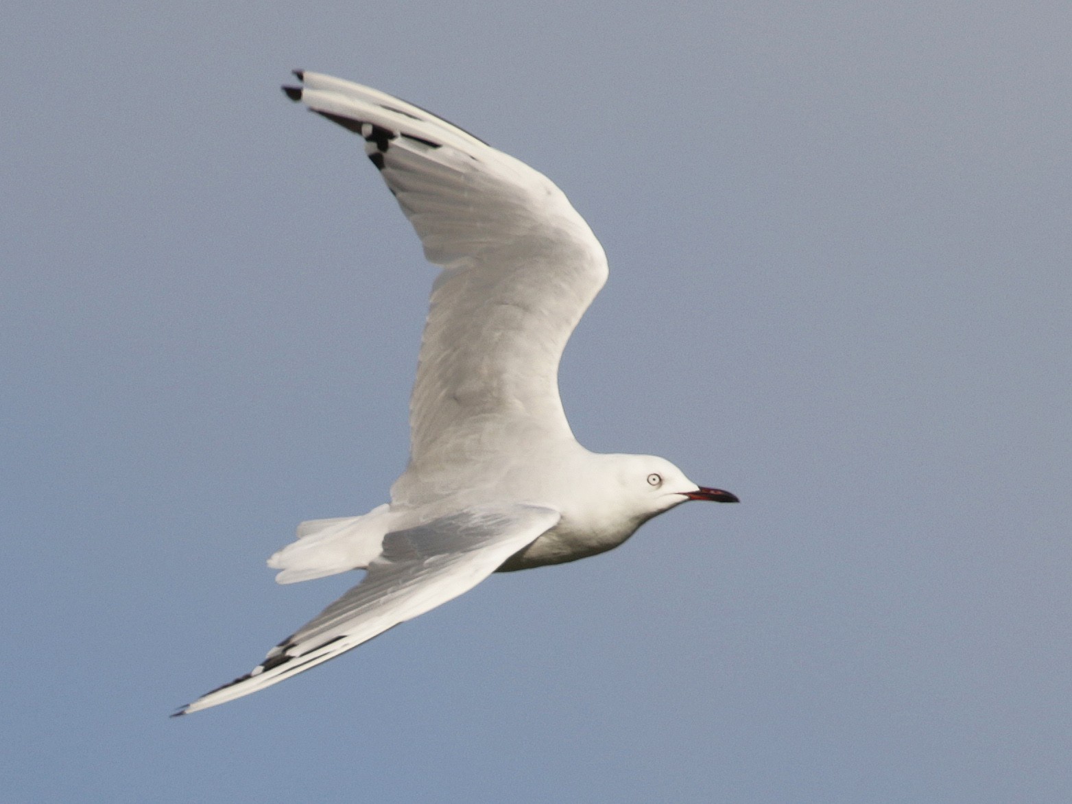 Black-billed Gull - eBird