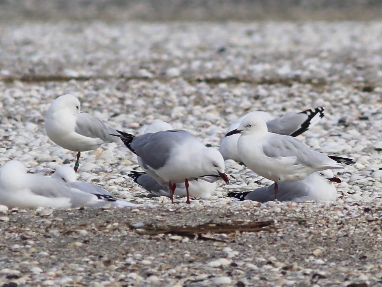 Black-billed Gull - eBird