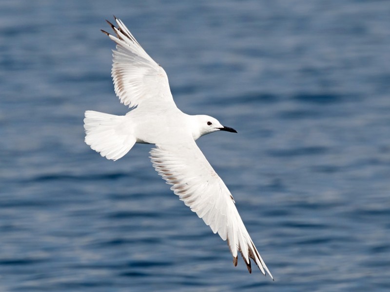 Black-billed Gull - eBird