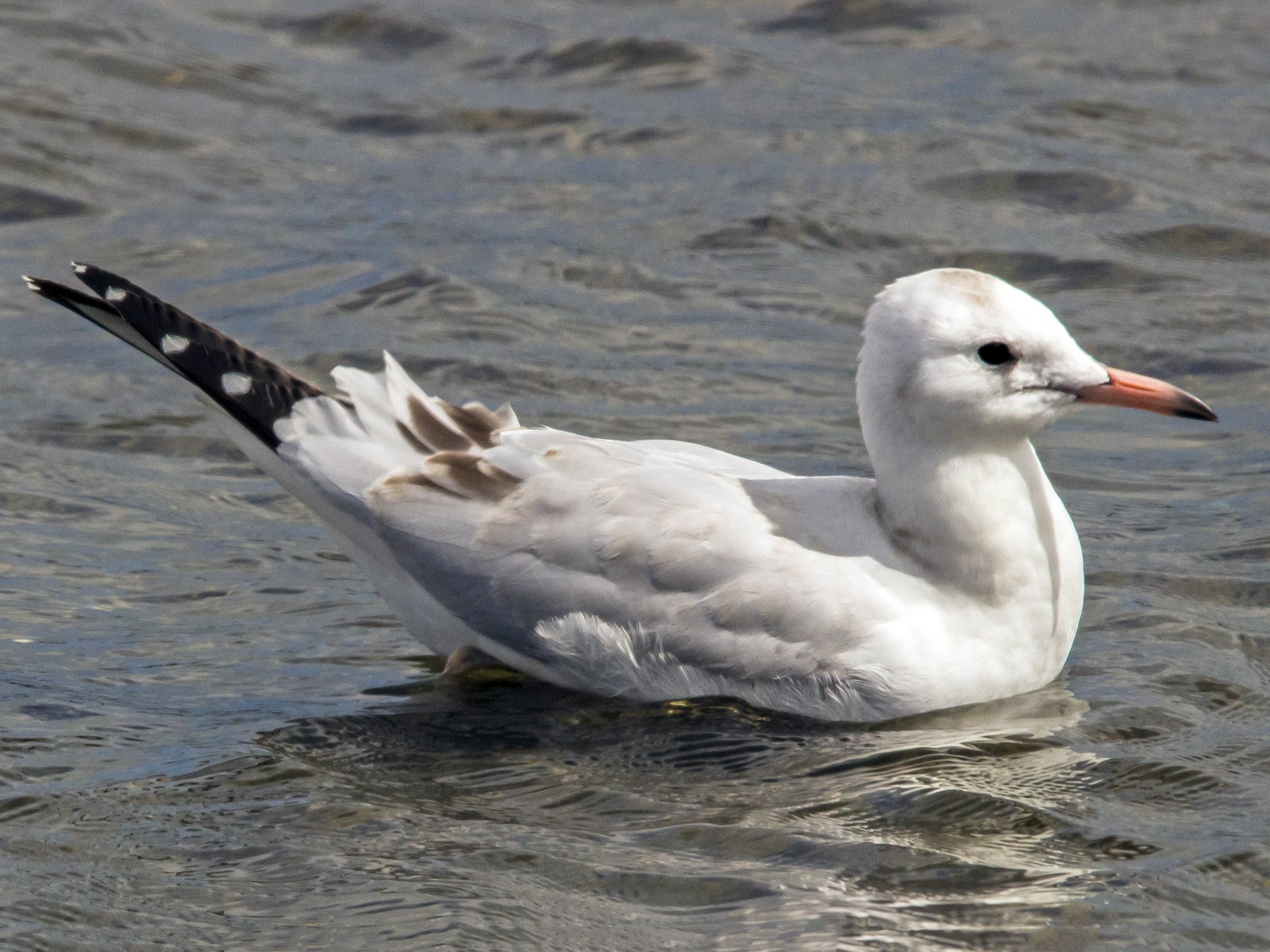 Black-billed Gull - New Zealand Bird Atlas
