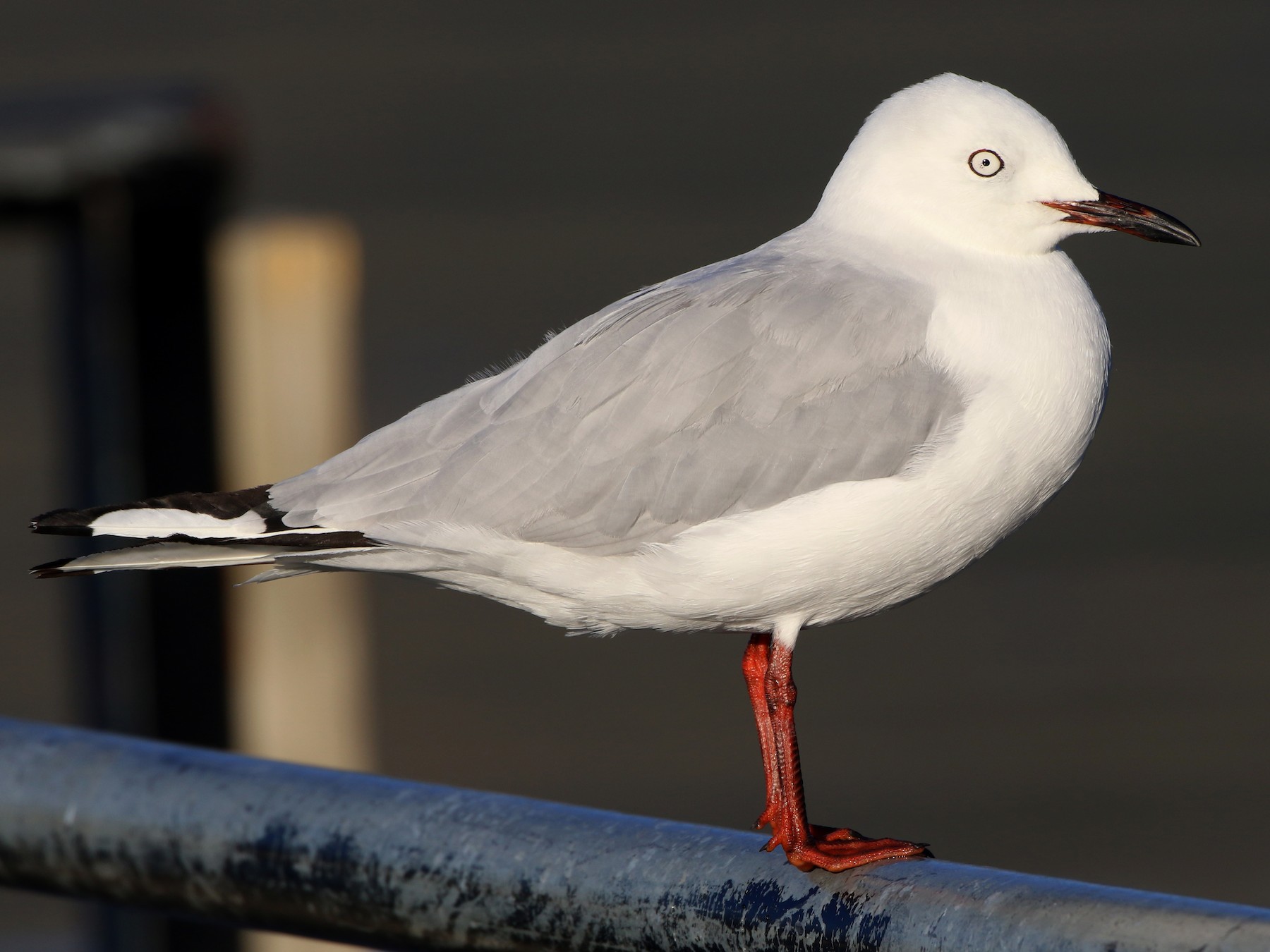 Black-billed Gull - eBird