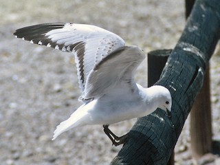 Silver Gull (Red-billed) - eBird