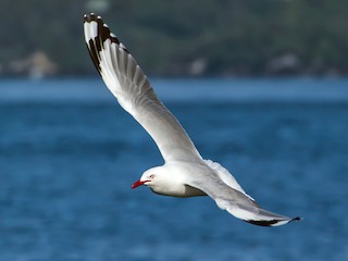 Silver Gull (Red-billed) - eBird