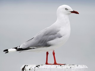 Silver Gull - eBird