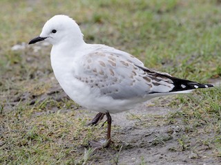 Silver Gull - eBird
