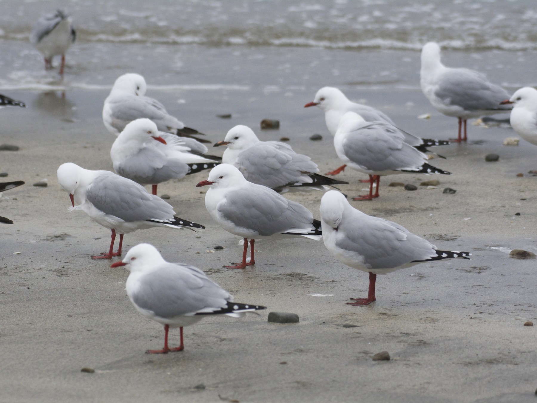 Silver Gull - eBird