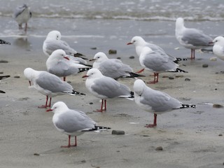 Silver Gull - eBird