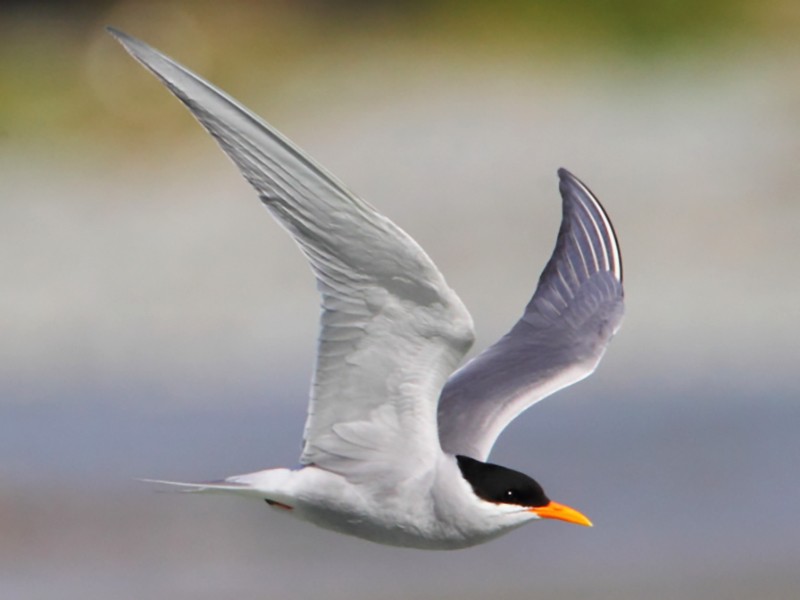 Black-fronted Tern - eBird