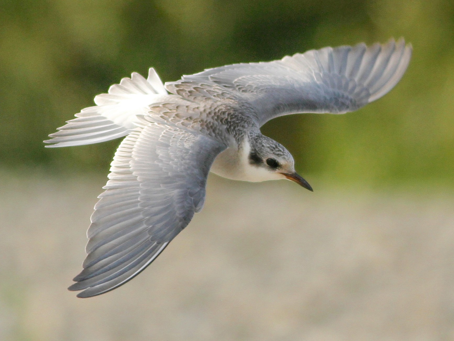 Black-fronted Tern - eBird