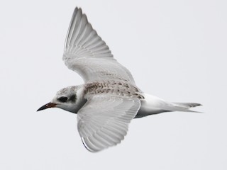 Black-fronted Tern - eBird