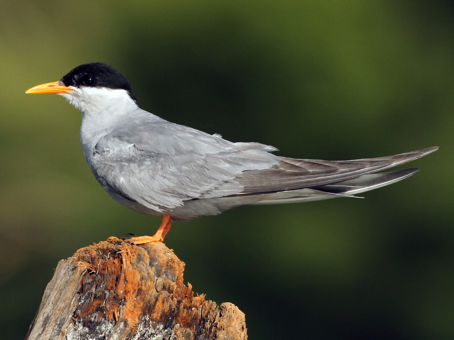 Black-fronted Tern - New Zealand Bird Atlas