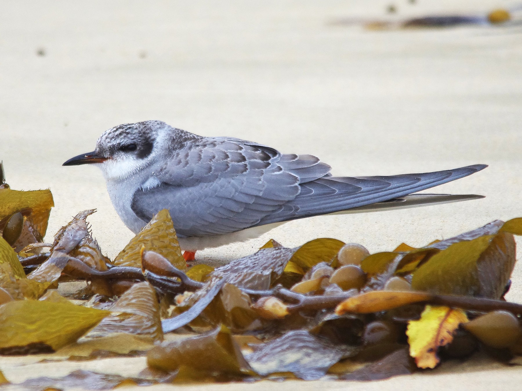 Black-fronted Tern - eBird