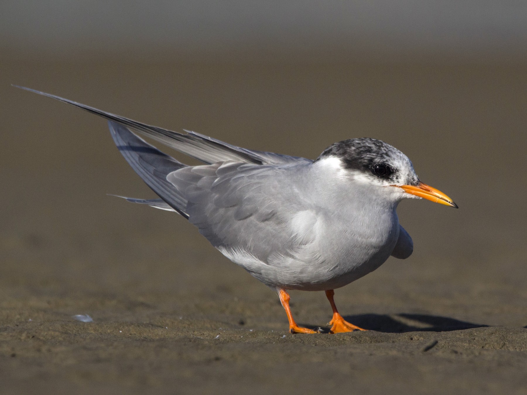 Black-fronted Tern - eBird
